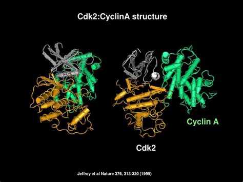 Ppt Protein Kinases Powerpoint Presentation Free Download Id 4751773