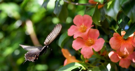 사향제비나비의 날갯짓