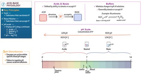 Physiology Introduction To Acids And Bases Ditki Medical Biological Sciences