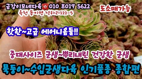 금강이모네다육 수입군생전문농원 묵은군생다량보유 에어니옴귀한품종특집 뿌리내린군생다육 도소매가능유료광고포함