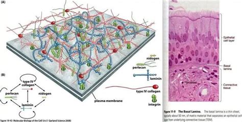 不容小觑的皮肤基底膜 知乎