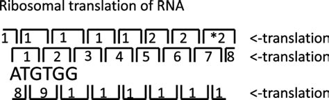 Translation In Three Rounds Of Theoretical Minimal Rna Ring Numbers Download Scientific