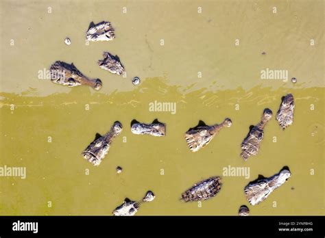 Yacare Caiman Caiman Yacare Caimans Group In Murky Water Looking