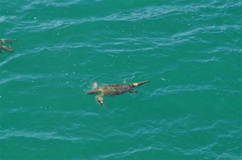 The Exhausting Life Of The Black Sea Turtle SEE Turtles