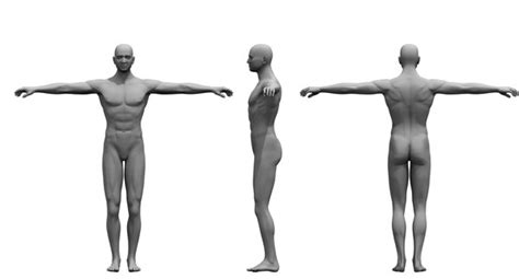 3d Human Body Model Turbosquid 1515632