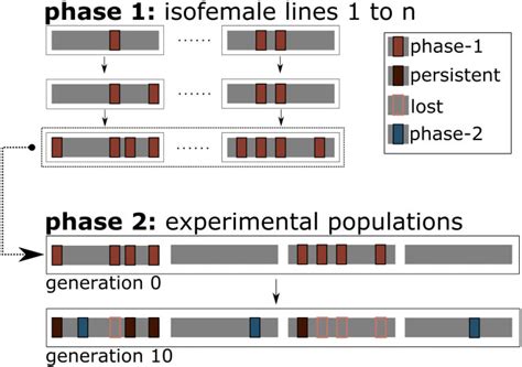 Figure 1 From The Genomic Distribution Of Transposable Elements Is