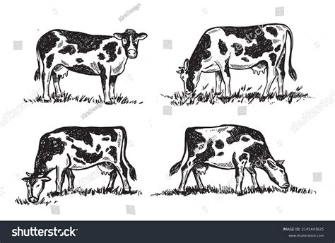 Cows Chew Grass Set Hand Drawn Stock Vector Royalty Free 2145443625 Shutterstock