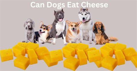 Can Dogs Eat Cheese