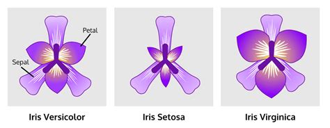 Iris Dataset Clustering With K Means A Step By Step Analysis