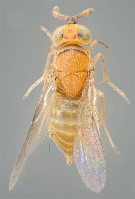 Metaphycus Bugguide Net