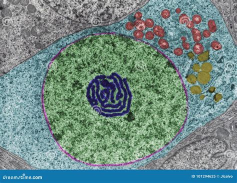 Nucleolus False Colour Tem Micrograph Stock Image 230452687