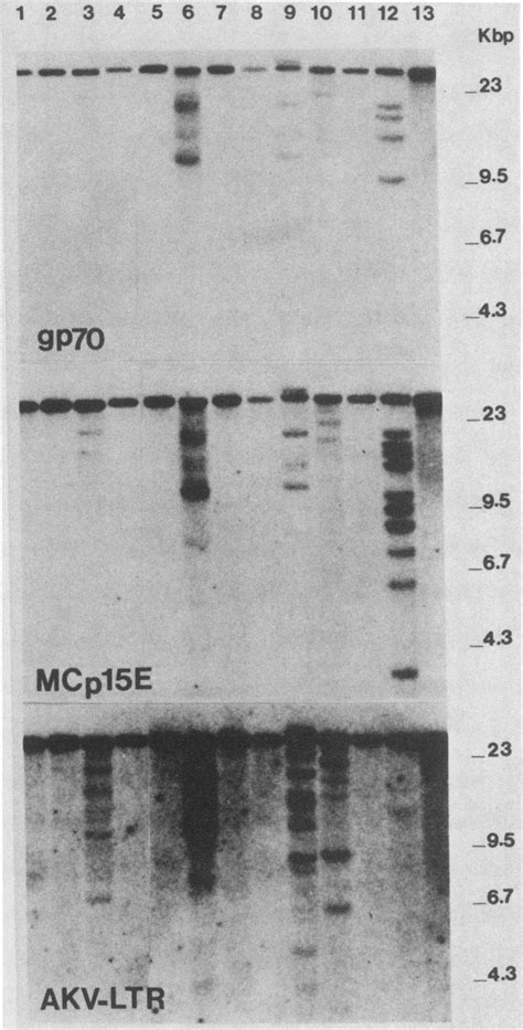 Provides A Representative Example Of The Types Of MuLV Proviruses Download Scientific Diagram