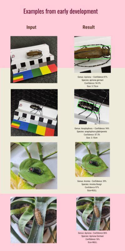 Insect Identification By Photo