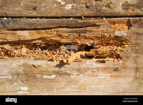 Drywood Termite Infestation With Damage On Wooden Beamsspain Stock