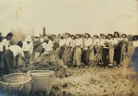 日治時期彰化高女學生學習割稻技能｜國家文化記憶庫 20