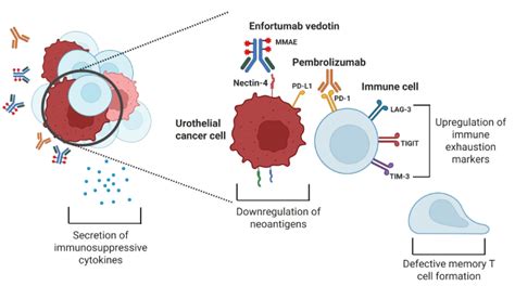 Strategies To Overcome Resistance To Enfortumab Vedotin And