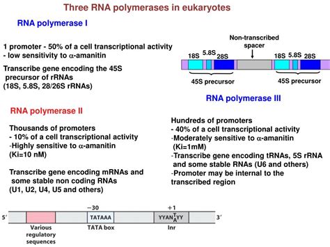 Ppt Three Rna Polymerases In Eukaryotes Powerpoint Presentation Free