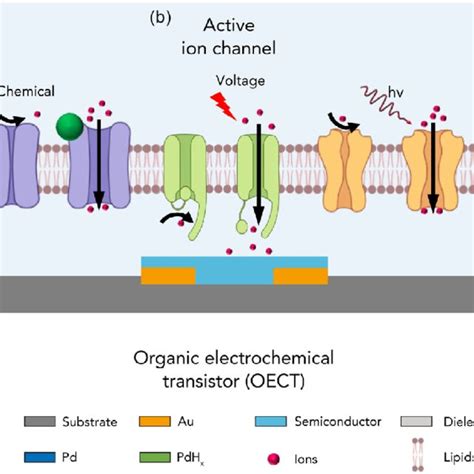 Schematic Representation Of Ion Channels And Bioelectronics Top A Download Scientific