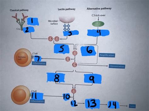 Complement Cascade Flashcards Quizlet