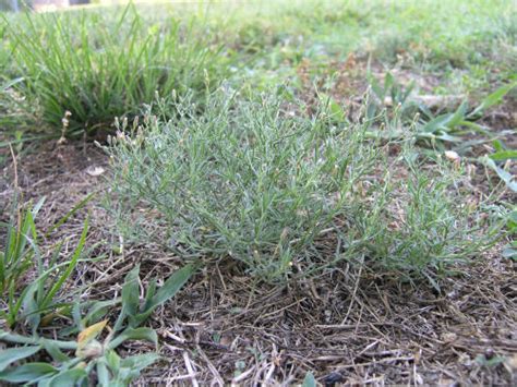Dwarf Fleabane Plant Identification By Pamela Borden Trewatha Phd