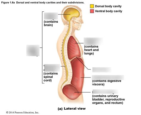 Body Cavities Diagram Quizlet