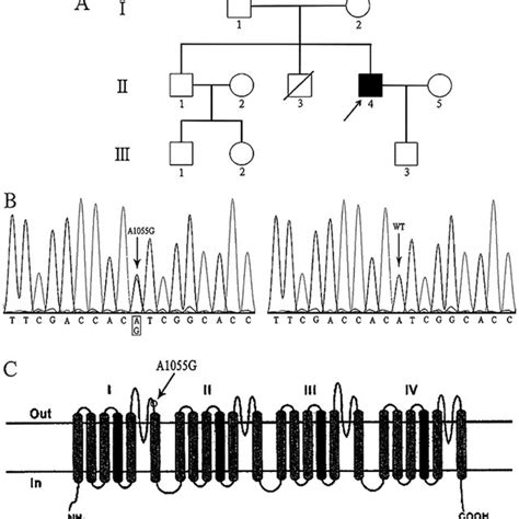 Dna Sequence Analysis And Schematic Representation Of The α Subunit Of Download Scientific