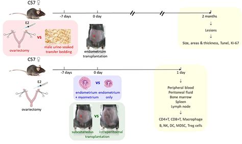 Frontiers Re Evaluation Of Mouse Models Of Endometriosis For Pathological And Immunological