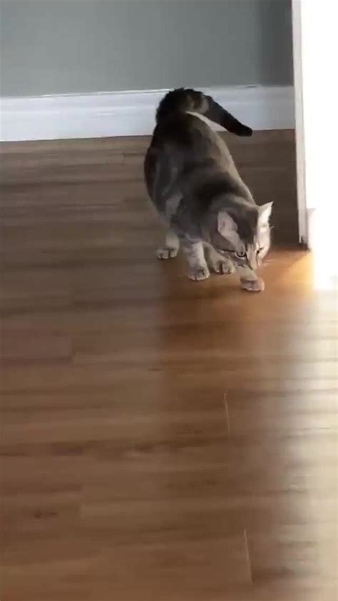 Her Reaction After Seeing Her Own Shadow Lol Ifunny