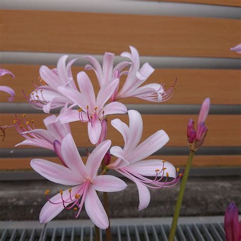 リコリス 夏桜 開花 葉っ葉のブログ