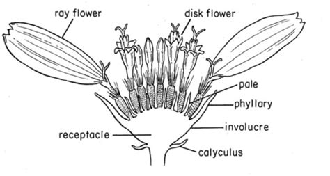 Biology Practical Plant Diversity Ii Flashcards Quizlet