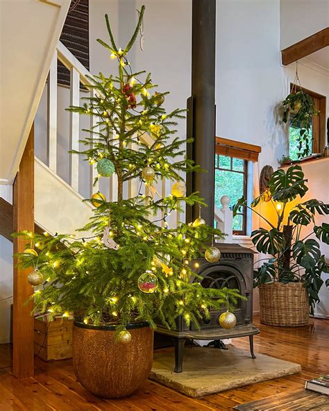 Ultimate Guide To Selecting The Right Live Potted Christmas Tree — The
