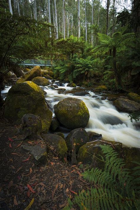 Vertical Of A River Flowing Through A Green Forest In Australia Stock