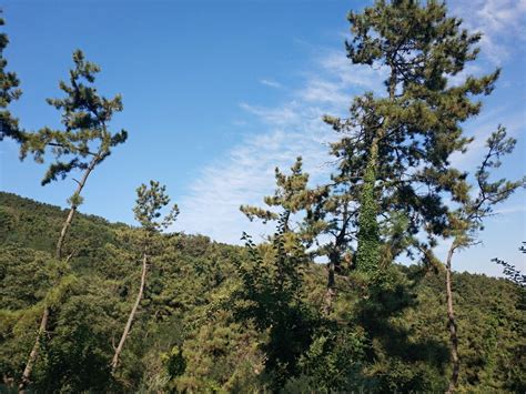 威海市植被变化 威海市植被变化的图表 植被类型分类 大山谷图库