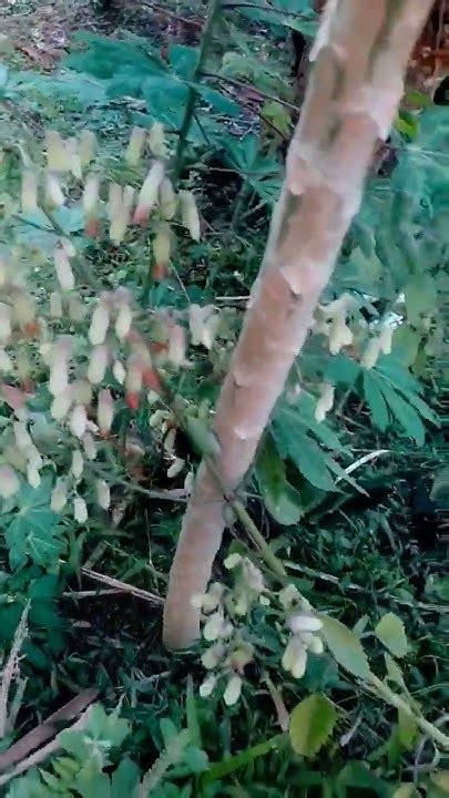 අක්කපාන ගෙඩි දැකලා තියෙනවද විශ්වශක්ති ඒෂියන්මිරර් ඒජන්සි වාස්තුවිද්යාව ඉතිහාසය ලොතරැයි