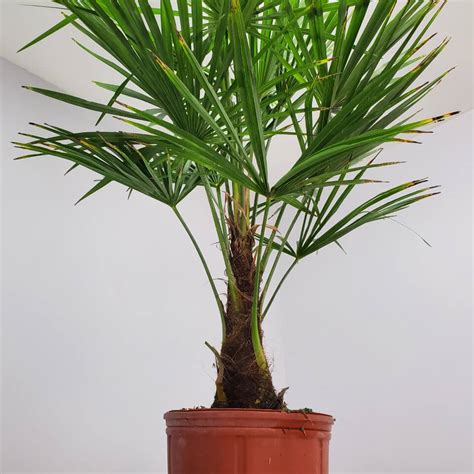 Windmill Palm Tree Root System