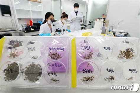 여름휴가 해외로 간다면 말라리아 조심…해외유입 5 1배 ↑ 뉴스1