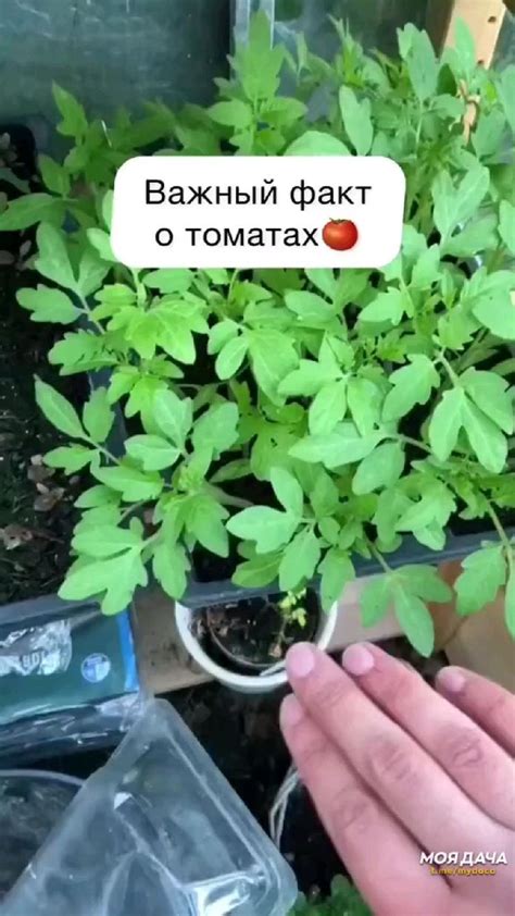 рассада помидор Огород Садовый трельяж Огород с помидорами