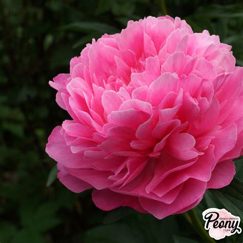 the six official peony flower forms — hidden springs peony farm