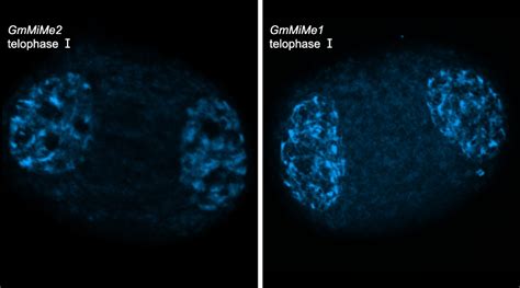 李家洋院士团队通过基因编辑转座子快速改良水稻性状中国科学院遗传与发育生物学研究所