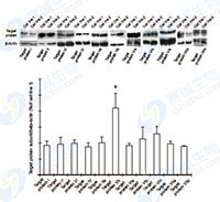 图片数据化 服务目录 广州赛诚生物科技有限公司 服务于您的核心利益！