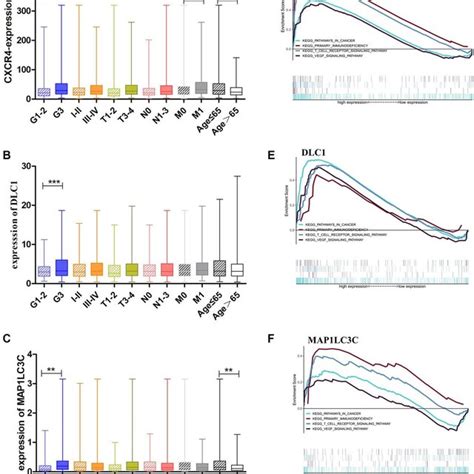 Clinical Evaluation And Identification Of Signaling Pathways Associated Download Scientific
