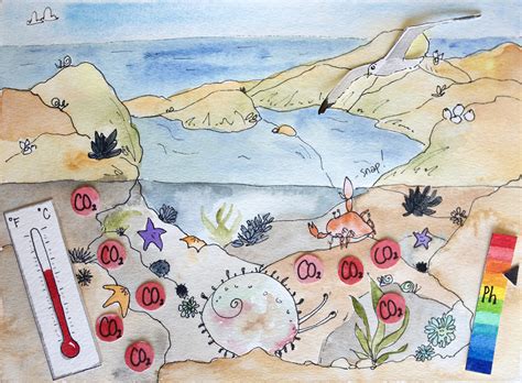 Intertidal Zone Drawing