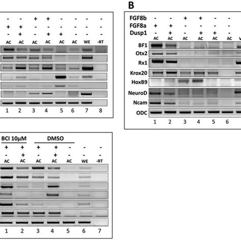 Markers Of Endoderm Ectoderm And Mesoderm Differentiation In Activin A Download Scientific