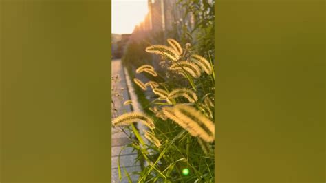 산책 중 길가에 아름답게 핀 강아지풀과 노을 산책영상 힐링영상 Youtube