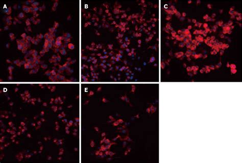 Figure 4 From Effects Of Small Interfering Rna Inhibit Class I Phosphoinositide 3 Kinase On