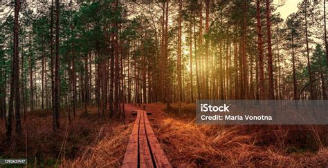 가을에는 소나무와 목조 길이 있는 수엽 숲에서 일몰 아름다운 숲 풍경 가을에 대한 스톡 사진 및 기타 이미지 가을 숲 핀란드 Istock