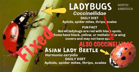 Dismantling The Myth About The “asian Lady Beetle ” Full Circle Farm
