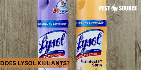 Does Lysol Kill Ants Pest Source