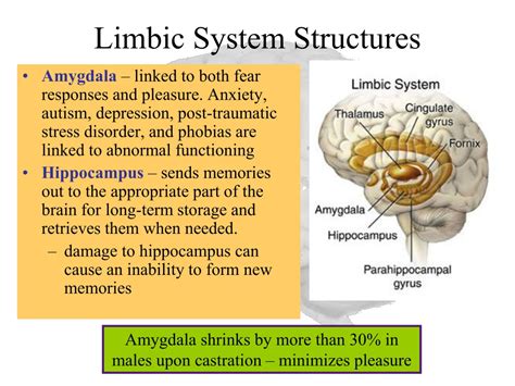Ppt Cerebral Cortex Powerpoint Presentation Free Download Id9373202