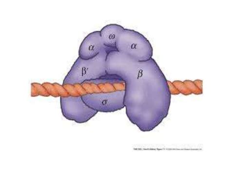 Effect Of Inhibitors On Transcription Prokaryotespptx